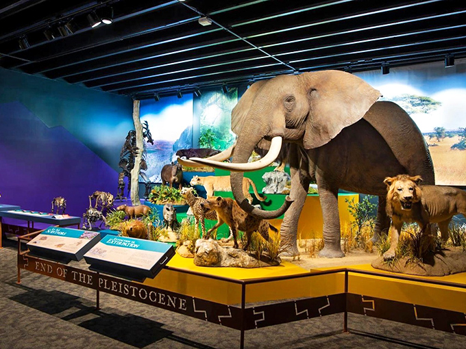 Ice Age meets modern day as this mammoth and lion transport visitors back to when these magnificent beasts roamed the Carolinas.