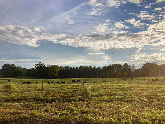 Rural scenes like this remind you why they call it "God's country." These cows are living their best lives under Alabama's spectacular skies.