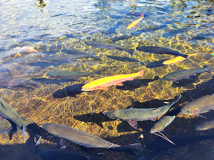 Underwater celebrities living their best lives. These rainbow trout glide through water so clear, they look like they're floating in air rather than swimming.