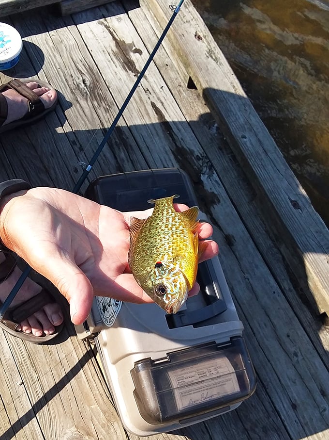 I caught dinner! moments are what vacation memories are made of. This sunfish might not feed a family, but it certainly feeds the soul.