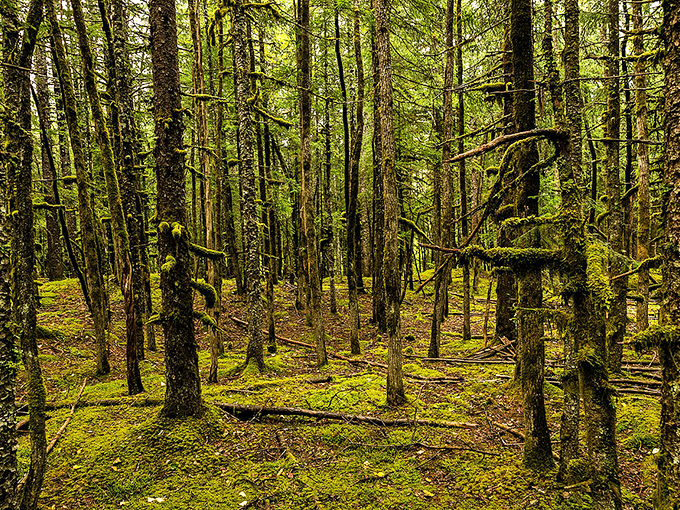 The moss-covered forest floor practically glows with an otherworldly green light. Nature's carpet has never looked so inviting.