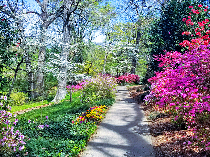 Mother Nature clearly went to art school. This explosion of dogwoods and azaleas creates a color palette that would make Monet jealous.