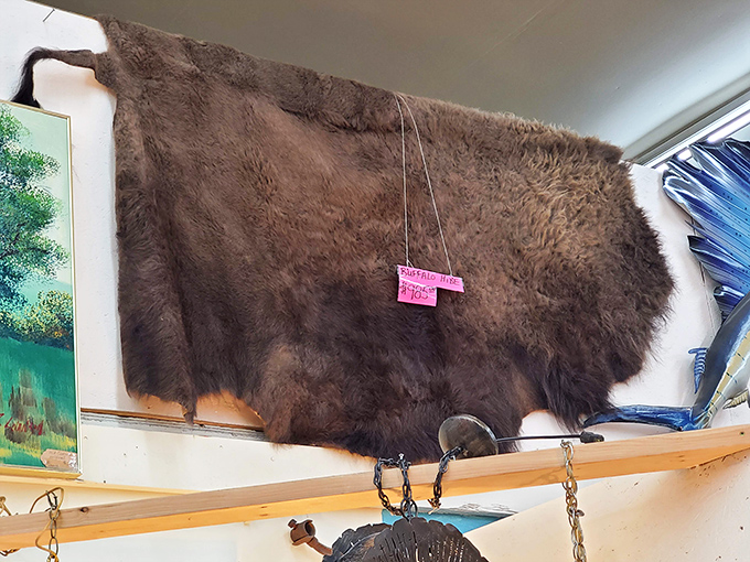 Authentic Alaskan heritage on display! This buffalo hide represents the practical resourcefulness of frontier life, now waiting to warm your cabin wall or floor.