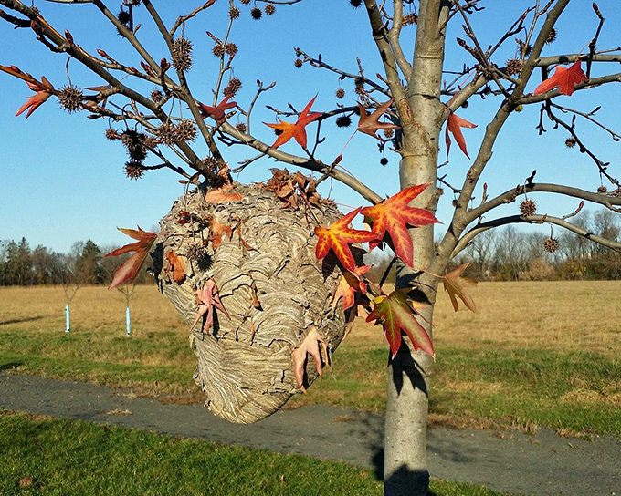 Nature's architectural marvel&mdash;a hornet's nest hanging like a bizarre Christmas ornament, reminding us that even insects appreciate good real estate with a view.