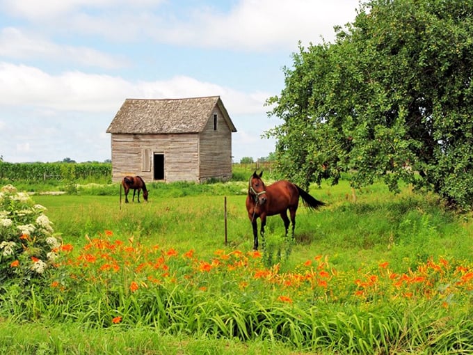 No Photoshop needed here—just a quintessential rural Minnesota scene where horses graze peacefully beside weathered barns and wildflowers dance in the summer breeze.