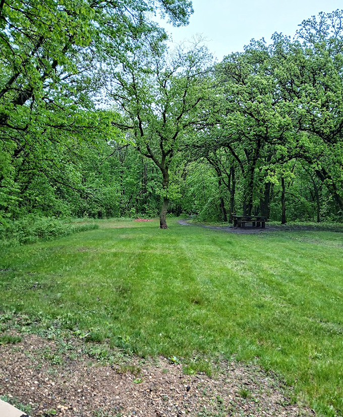 Mother Nature's living room, complete with leafy ceiling and that perfect dappled sunlight photographers chase endlessly.