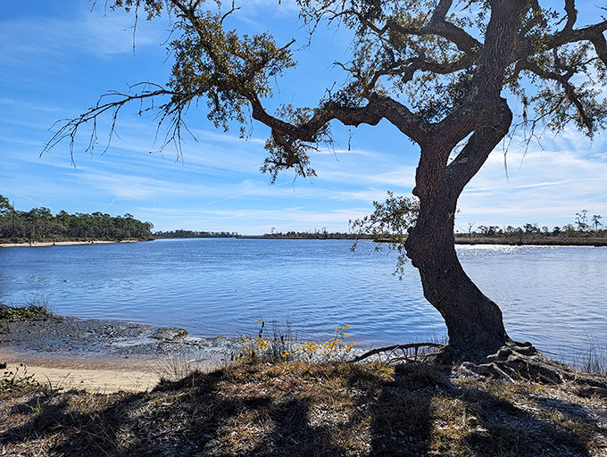 These ancient oaks have witnessed centuries of Florida history, their gnarled branches reaching toward the sky like nature's own sculpture garden.