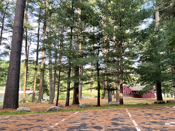 Tall pines stand like nature's skyscrapers, but with better air quality and significantly fewer honking taxis.