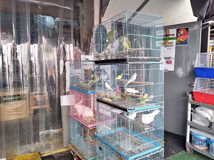A menagerie of feathered friends awaits new homes. Bird enthusiasts can find companions ranging from chatty parakeets to songbirds with impressive vocal ranges.