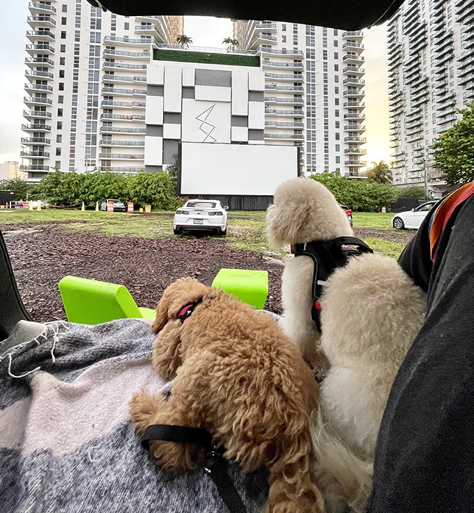 Even four-legged film critics get front-row seats at this pet-friendly theater. These fluffy reviewers seem particularly invested in the plot.
