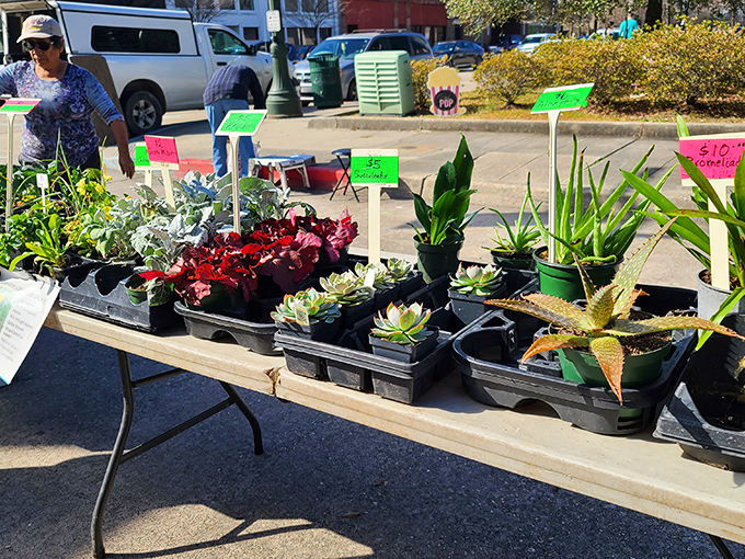 These aren't just plants—they're future garden stars waiting for adoption. Each little succulent practically whispers, "Take me home and I'll make your windowsill famous."
