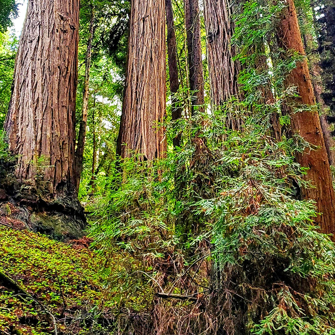 Standing among these ancient redwood sentinels makes your mortgage problems seem delightfully temporary. These trees have witnessed centuries of drama without Netflix.