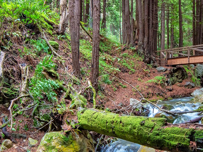 A moss-covered log bridge worthy of a fantasy film set. Half expect to see woodland creatures collecting tolls or offering riddles.