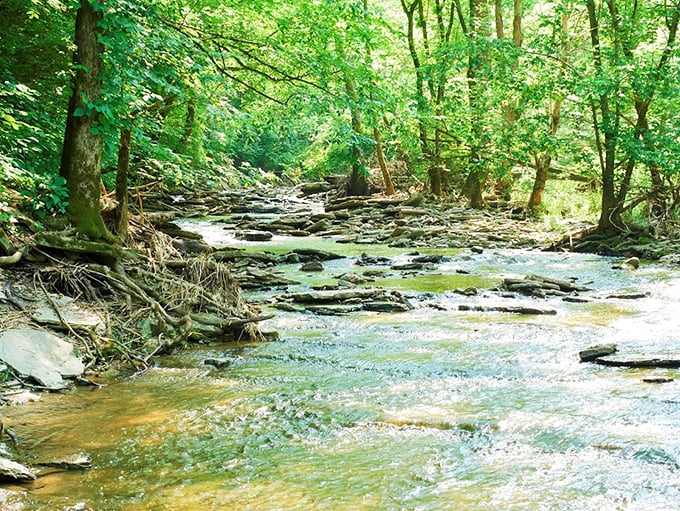 Where water meets stone in a dance that's been choreographed over millennia. These rocky streams tell Earth's oldest stories to those who pause to listen.