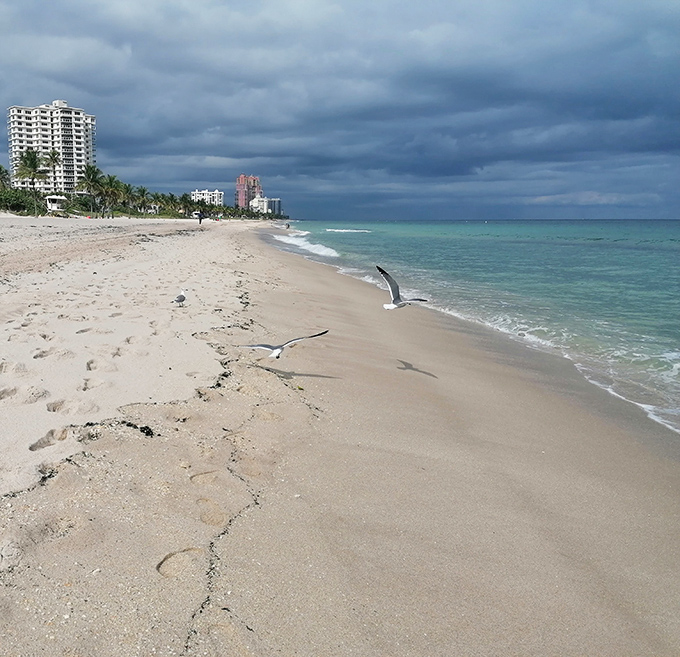 Where seagulls dance and waves whisper, Fort Lauderdale Beach offers a sandy respite just a tunnel away from the park's leafy embrace.