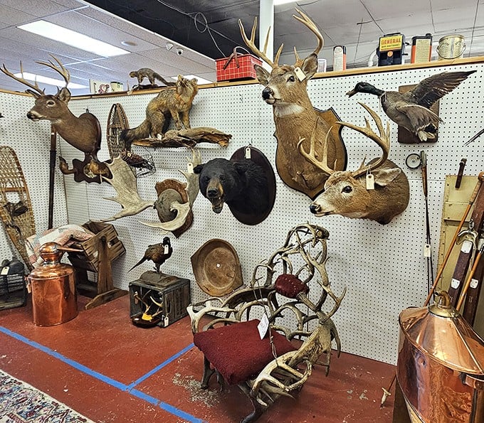 The taxidermy section isn't for everyone, but where else can you find a deer head that's seen more history than your high school history teacher?