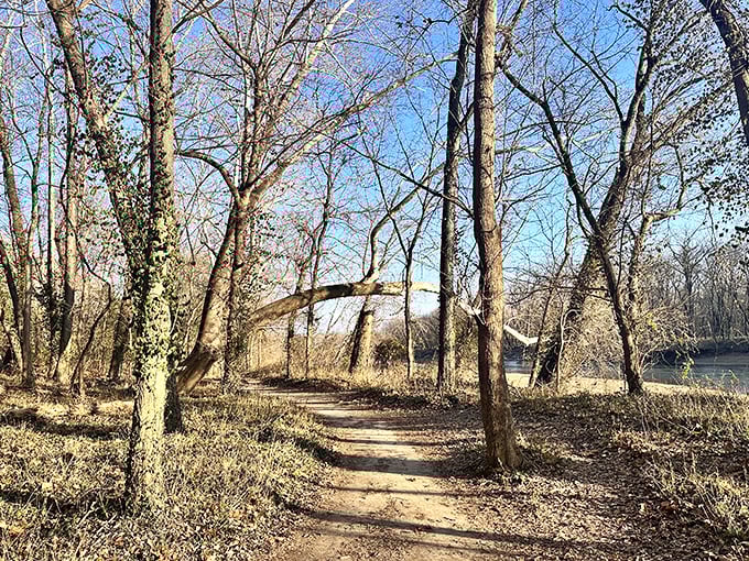Winter reveals the park's elegant bone structure, where sunlight filters through bare branches and quiet trails invite contemplative wandering along the riverbank.