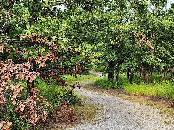 Nature's hallways await explorers. This trail through Keystone's woodlands promises adventures worthy of your childhood dreams.