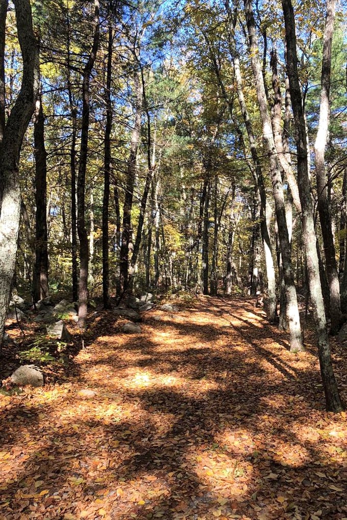 Sunlight plays hide-and-seek through the autumn forest, creating a dappled pathway that practically begs for a contemplative stroll.