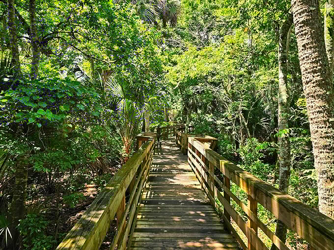 Not all who wander are lost, especially on this boardwalk where every step brings new wonders through a cathedral of ancient trees.