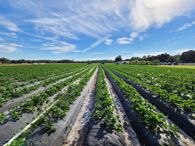 Under Florida's impossibly blue sky, these meticulously maintained rows of strawberry plants are the agricultural equivalent of beachfront property.