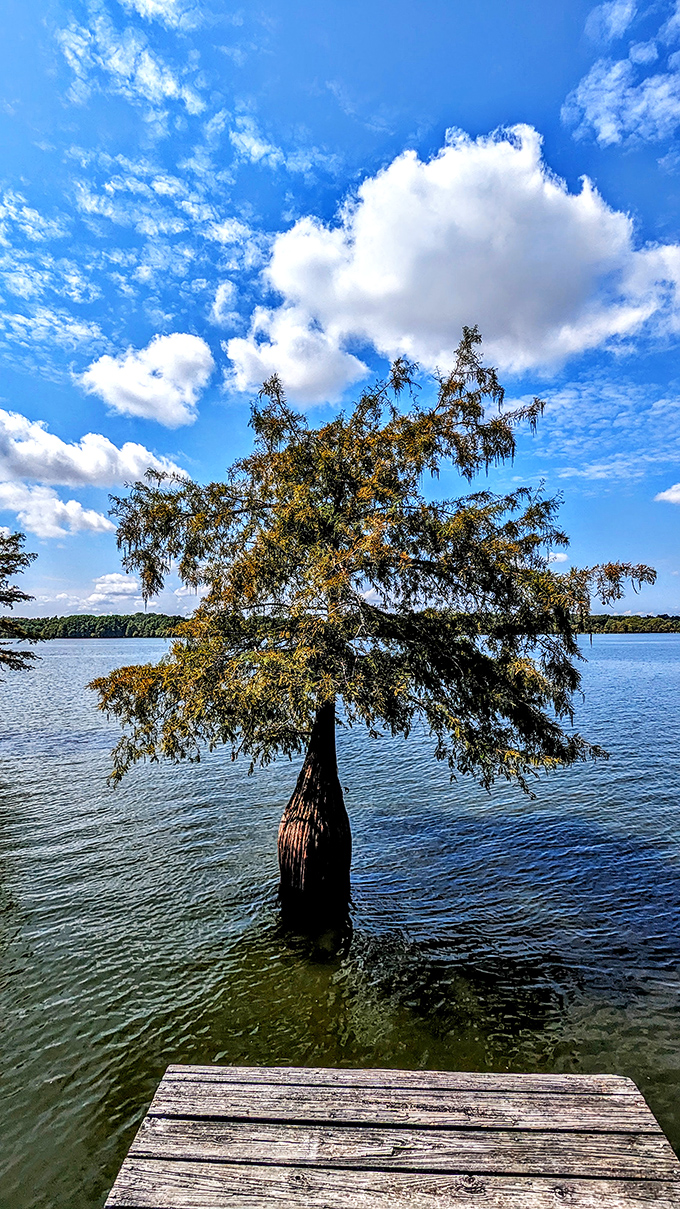 This cypress tree standing solo in the water is like nature's sculpture &ndash; proving that Arkansas had installation art long before it was trendy.