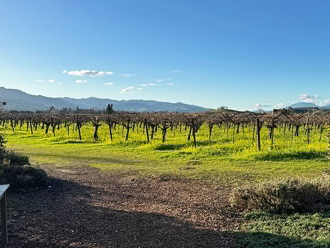 Rows of dormant vines stretch toward mountain horizons, a reminder that great wine begins with farming, not marketing.