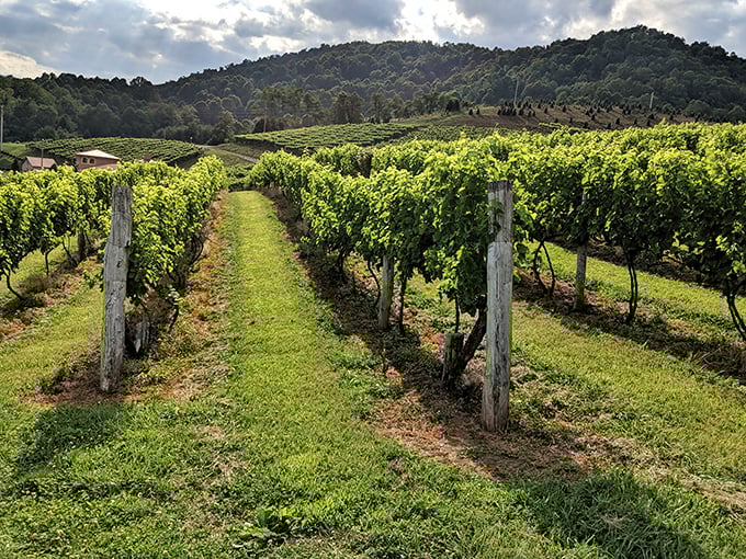 Walking these vineyard rows feels like stepping into a living painting, where sunlight dapples through leaves and mountains stand guard.