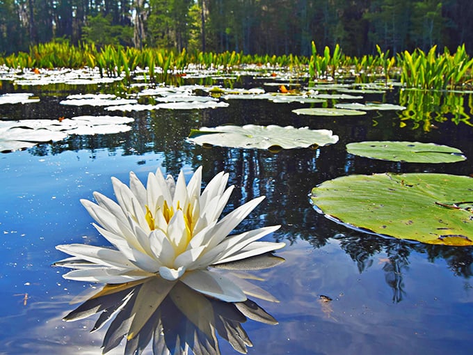 Georgia's answer to Monet's garden&mdash;a pristine water lily unfolds its petals like a star fallen from the night sky.