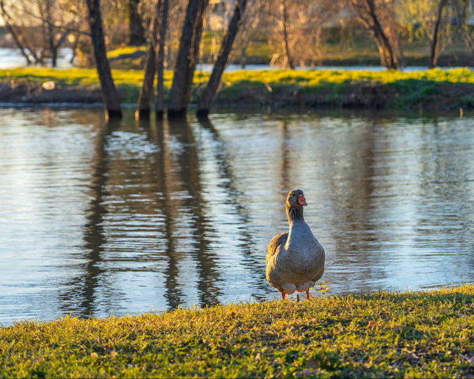 "Excuse me, do you have any retirement brochures?" This local resident enjoys the affordable waterfront living that draws humans to Red Bluff too.