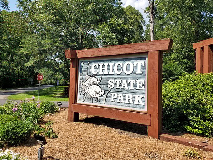 Cypress trees standing in tea-colored water create Louisiana's signature swamp scene, where ancient roots and reflections tell timeless stories at Chicot.