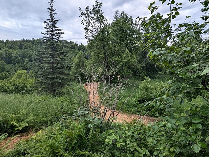 The forest path less traveled leads to treasures untold. Nature's version of the yellow brick road, minus the flying monkeys.