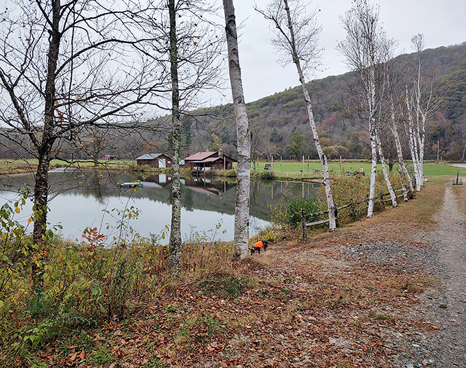 Grafton in autumn is nature's masterpiece &ndash; those birch trees reflecting in the pond create a scene that would make Bob Ross reach for his paintbrush.