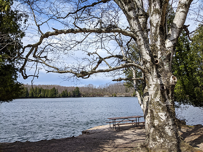 A peaceful birch tree stands sentinel by the lake at Harrington Beach, nature's perfect picnic companion.