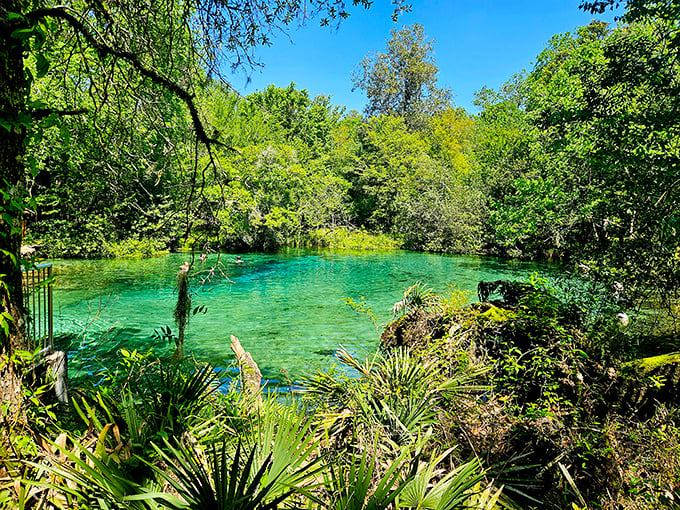 The perfect marriage of blue water and green wilderness. Ichetucknee Springs is Florida showing off its natural glamour.