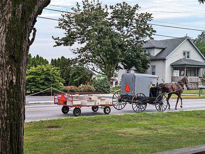 Simplicity in motion - an Amish buggy glides past golden fields where tonight's farm-to-table dinner is still growing.