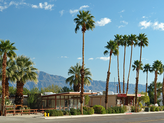 Palm trees standing like exclamation points against the desert sky. Borrego Springs knows how to make an entrance!