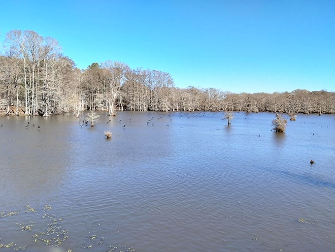 Lake Chicot's calm waters stretch toward distant shores, offering that "end of the world" feeling we all need sometimes for peace.