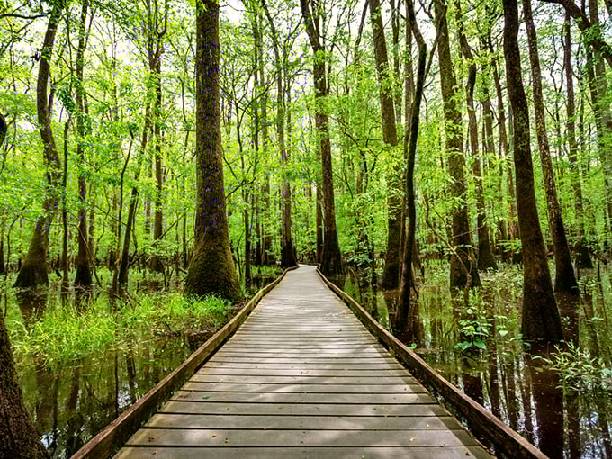 Congaree's wooden boardwalk invites you into a primeval world where cypress trees have witnessed centuries of flowing water.