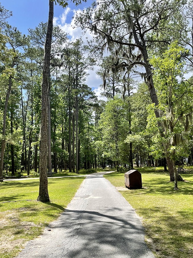 Spanish moss drapes these ancient trees like nature's own elegant curtains.