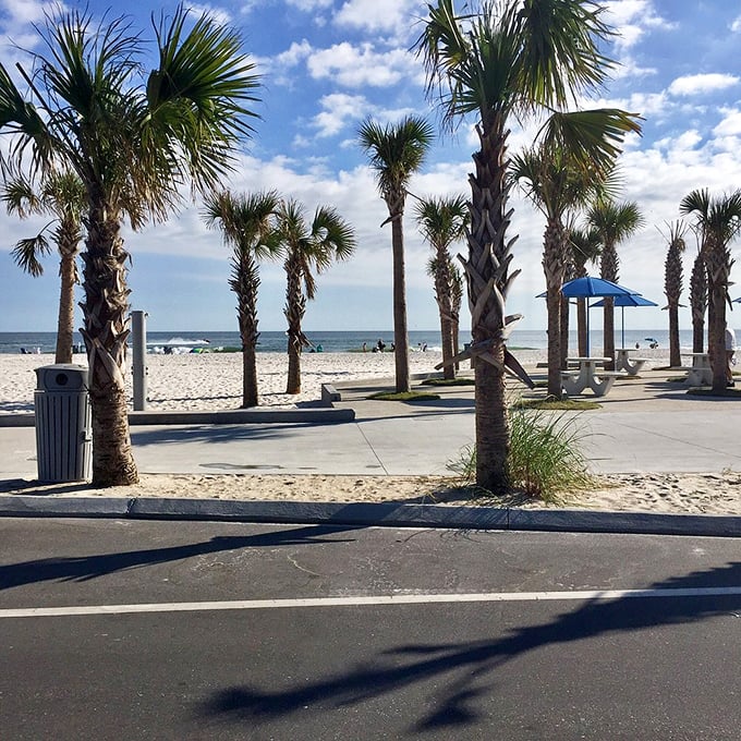 Palm tree paradise awaits! These swaying sentinels line the walkway to Gulf Shores Beach like nature's own welcome committee.