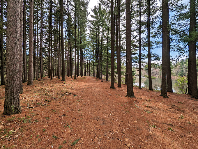 Walking through this pine-scented cathedral feels like stepping into Narnia&mdash;minus the talking lion, but equally magical.