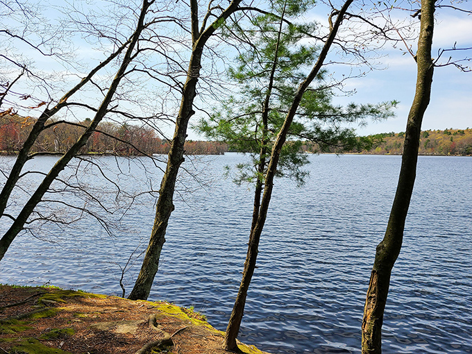 A quiet moment where the dark woods meet the deep water. The stark beauty of the leaning trees creates a natural frame for the shimmering, blue expanse of the lake.
