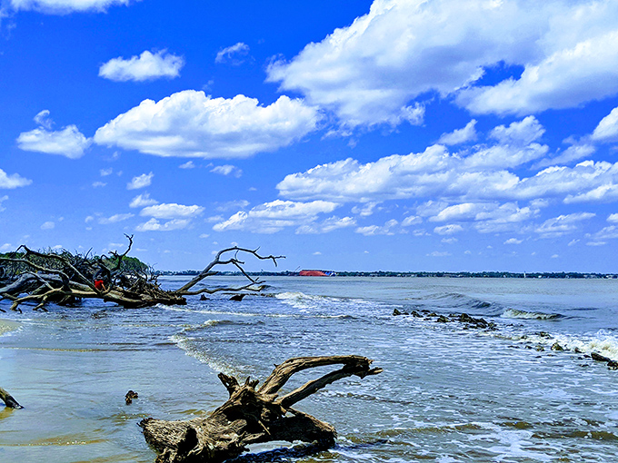 Driftwood Beach on Jekyll Island looks like Mother Nature's sculpture garden, with twisted wooden monuments standing guard over the waves.