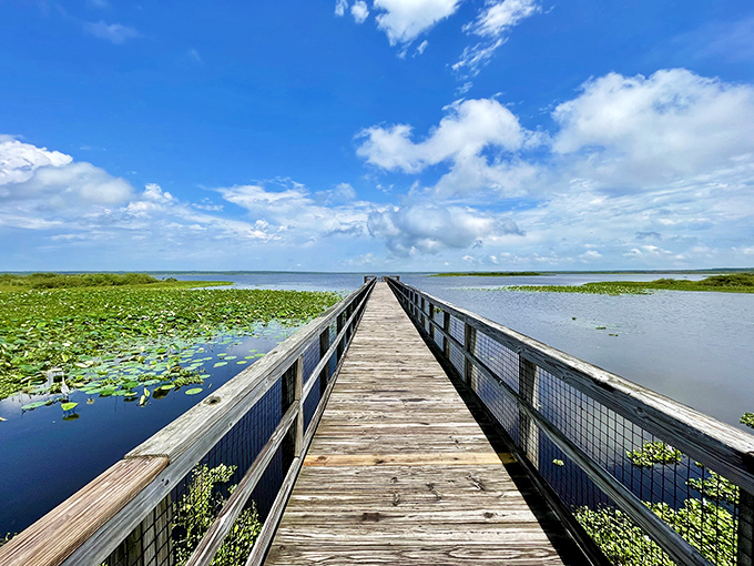 A wooden boardwalk stretches toward endless horizons where wild horses still roam free like legends.