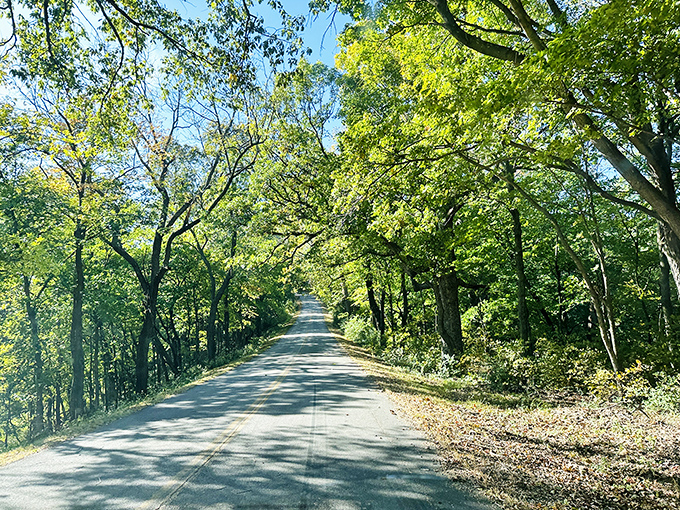 A canopy of green arches over a quiet road in Pere Marquette State Park, where every turn invites you to slow down and breathe.