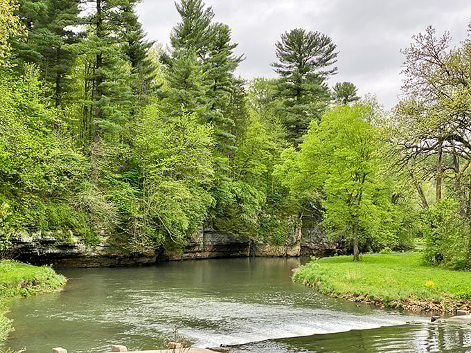 White Pines Forest in spring &ndash; where trees stand tall like nature's cathedral. Sunlight filtering through branches creates heaven's spotlight.