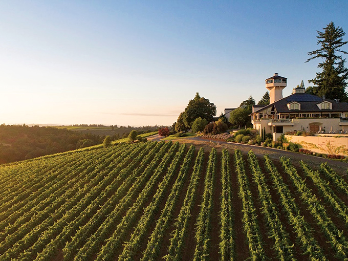 Golden hour transforms these pristine vineyard rows into a postcard-worthy scene of agricultural artistry.