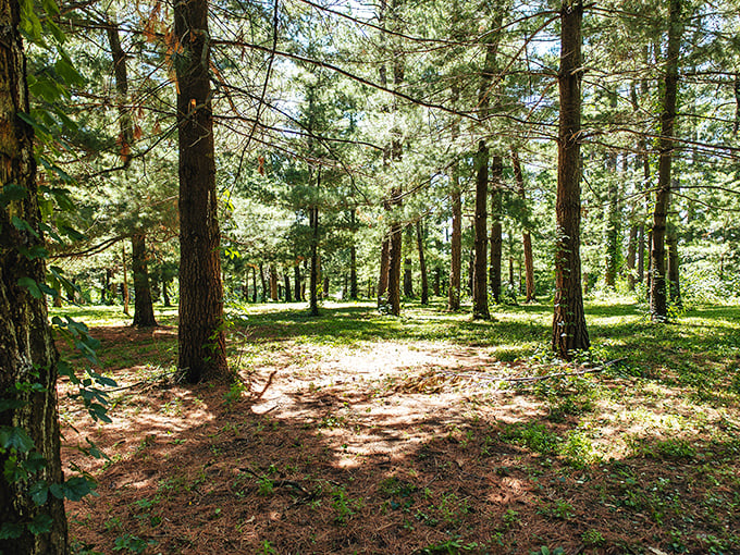 This military tank sits peacefully among the trees, a powerful reminder of service rendered and sacrifices made.