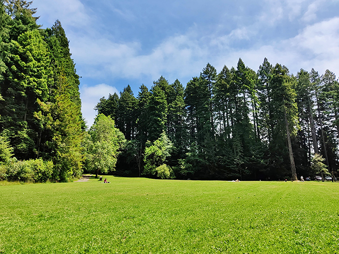 The Community Forest's emerald carpet stretches beneath towering sentinels, offering a tranquil escape just steps from downtown bustle.